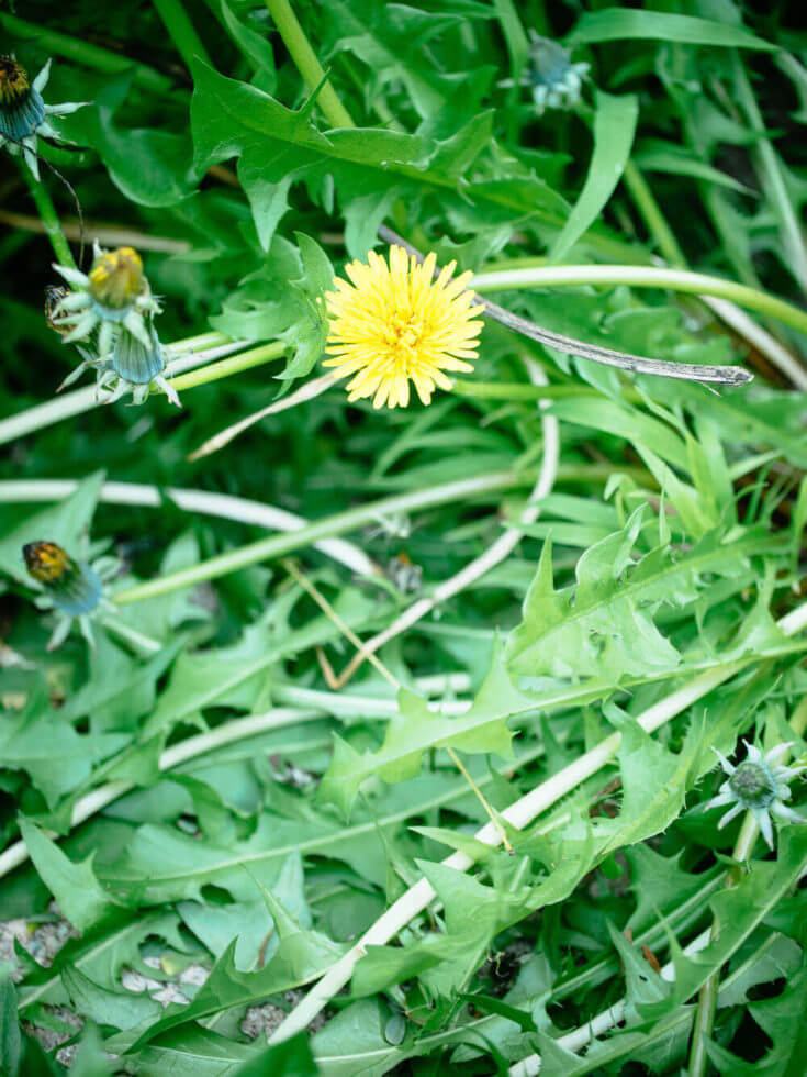 The Weed You Need: Dandelions for Health, Habitat, Happiness