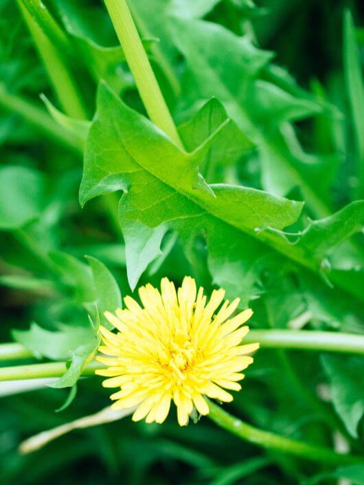 The Weed You Need: Dandelions for Health, Habitat, Happiness