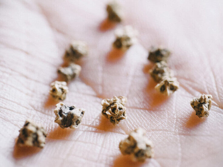 Why Do Multiple Seedlings Sprout From a Beet Seed? - Garden Betty
