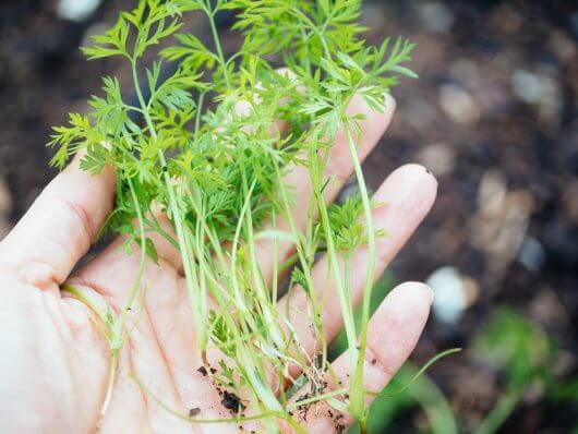How to Thin and Eat Vegetable Seedlings - Garden Betty