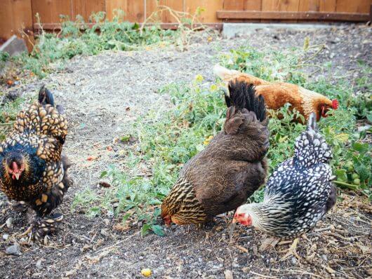 The Safest Way to Introduce New Chickens to Your Flock - Garden Betty