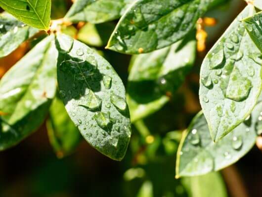 7 Ways to Help Your Plants Survive a Heat Wave - Garden Betty