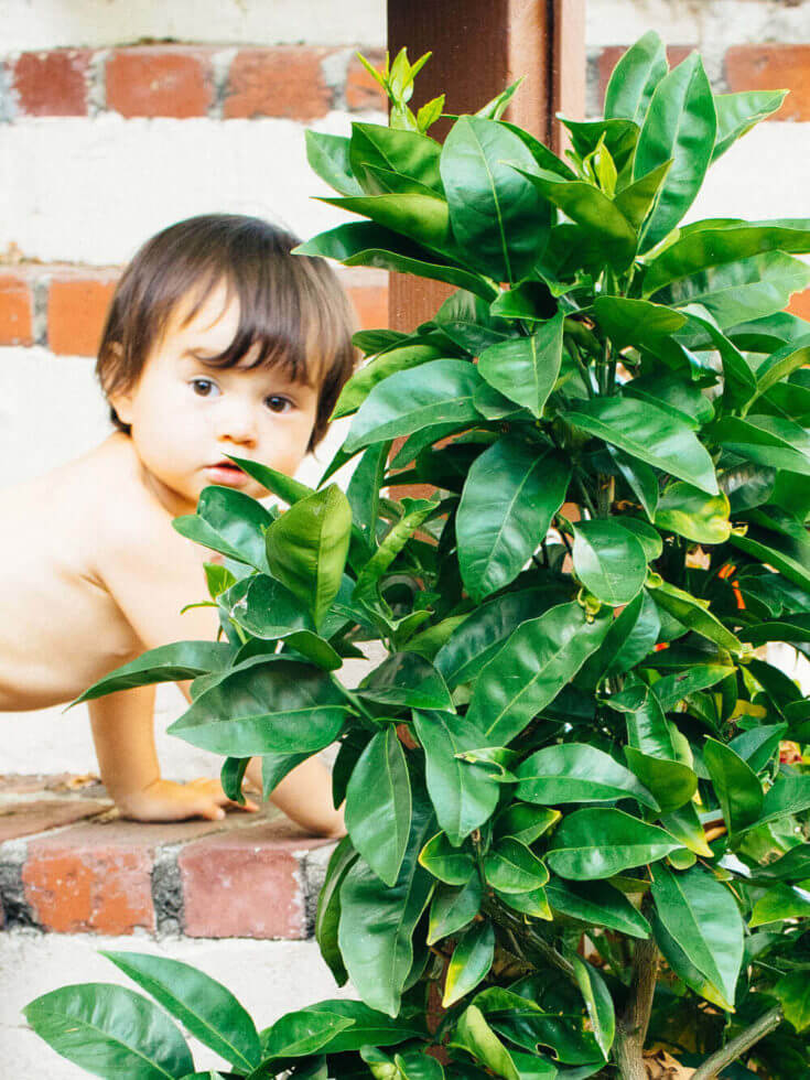 Planting My Placenta: An 18-Month Update – Garden Betty