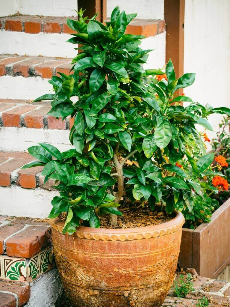 Planting My Placenta: An 18-Month Update - Garden Betty
