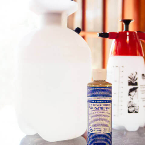 Get Rid of Pests With This 2-Ingredient Homemade Insecticide - Garden Betty