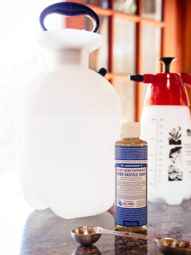 Get Rid of Pests With This 2-Ingredient Homemade Insecticide - Garden Betty