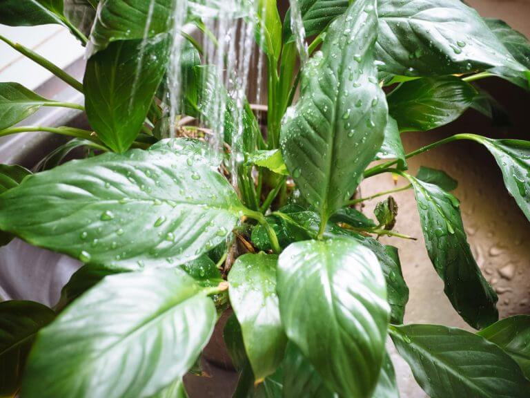 The Sneaky Way to Water Your Houseplants (and Why They Love the Shower ...