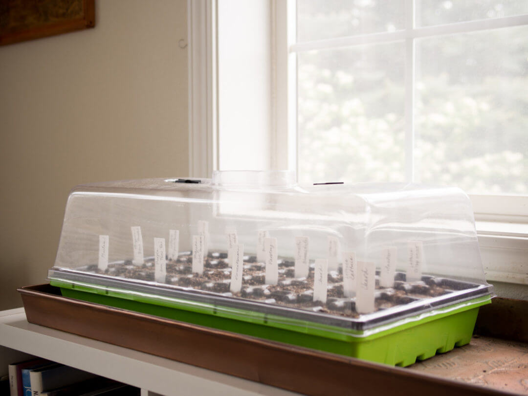 The Beginner's No-Fail Guide to Starting Seeds Indoors - Garden Betty