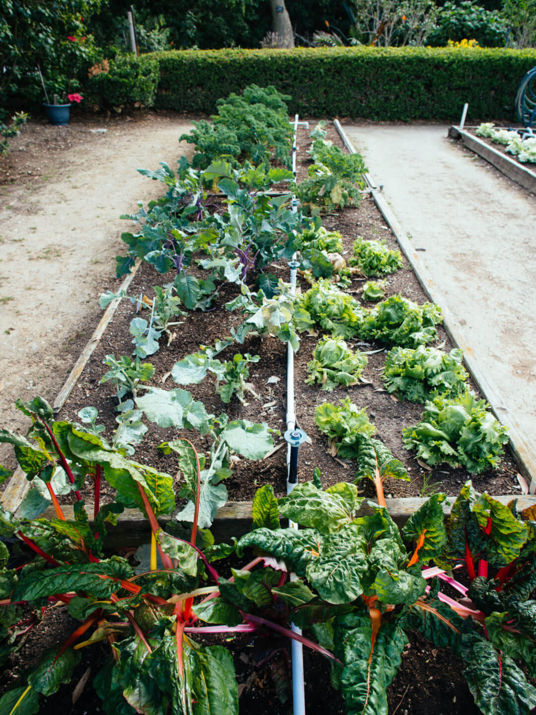 How to Find the Root Depth of Vegetables [Printable Chart]