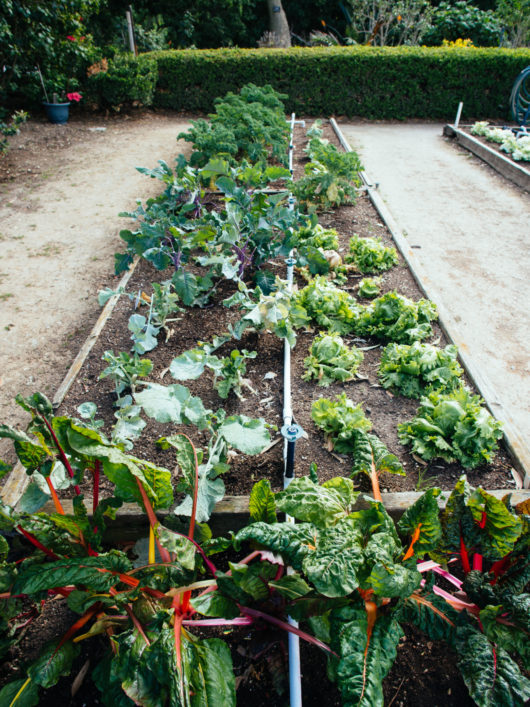 Find the Root Depth of Vegetables With This Handy Chart – Garden Betty