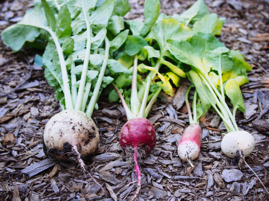 The Difference Between Winter Radishes vs. Spring Radishes: What to ...