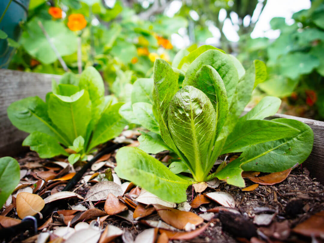 The Best Seeds to Plant in Spring for Instant Gratification – Garden Betty