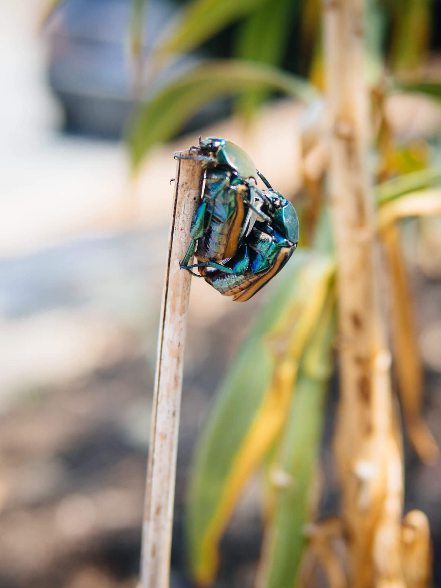 6 Smart Tricks That Get Rid of Fig Beetles (Naturally!) - Garden Betty