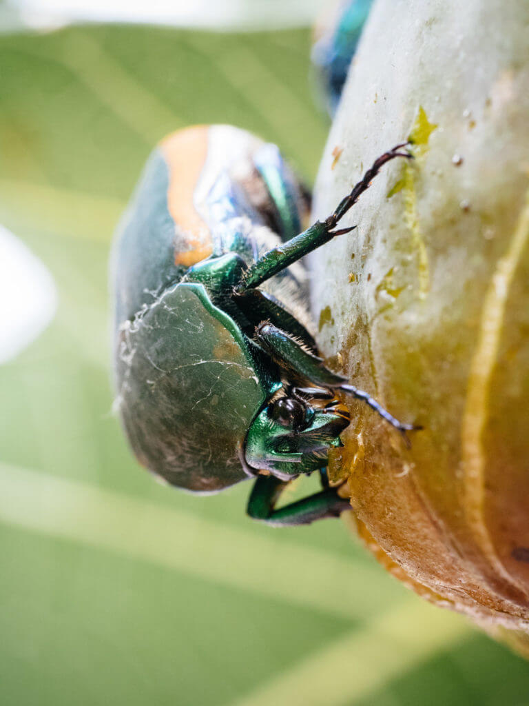 6 Smart Tricks That Get Rid of Fig Beetles (Naturally!) - Garden Betty
