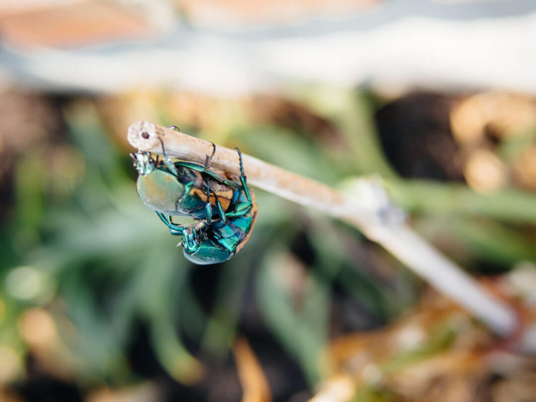 6 Smart Tricks That Get Rid of Fig Beetles (Naturally!) - Garden Betty