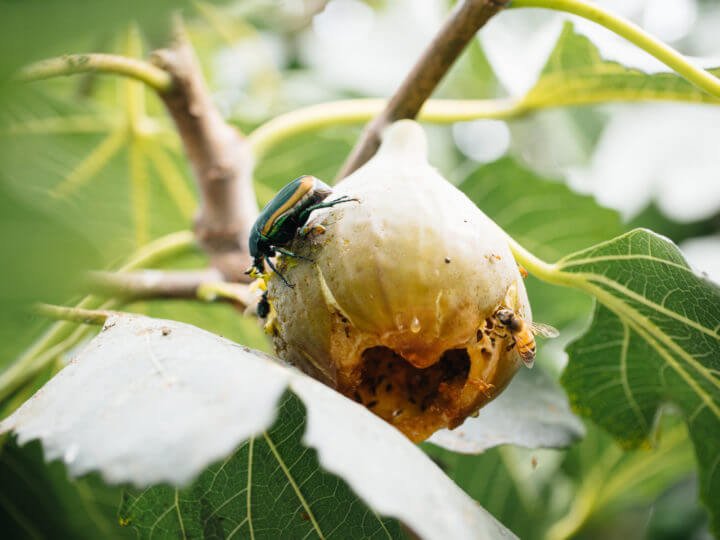 6 Smart Tricks That Get Rid of Fig Beetles (Naturally!) – Garden Betty