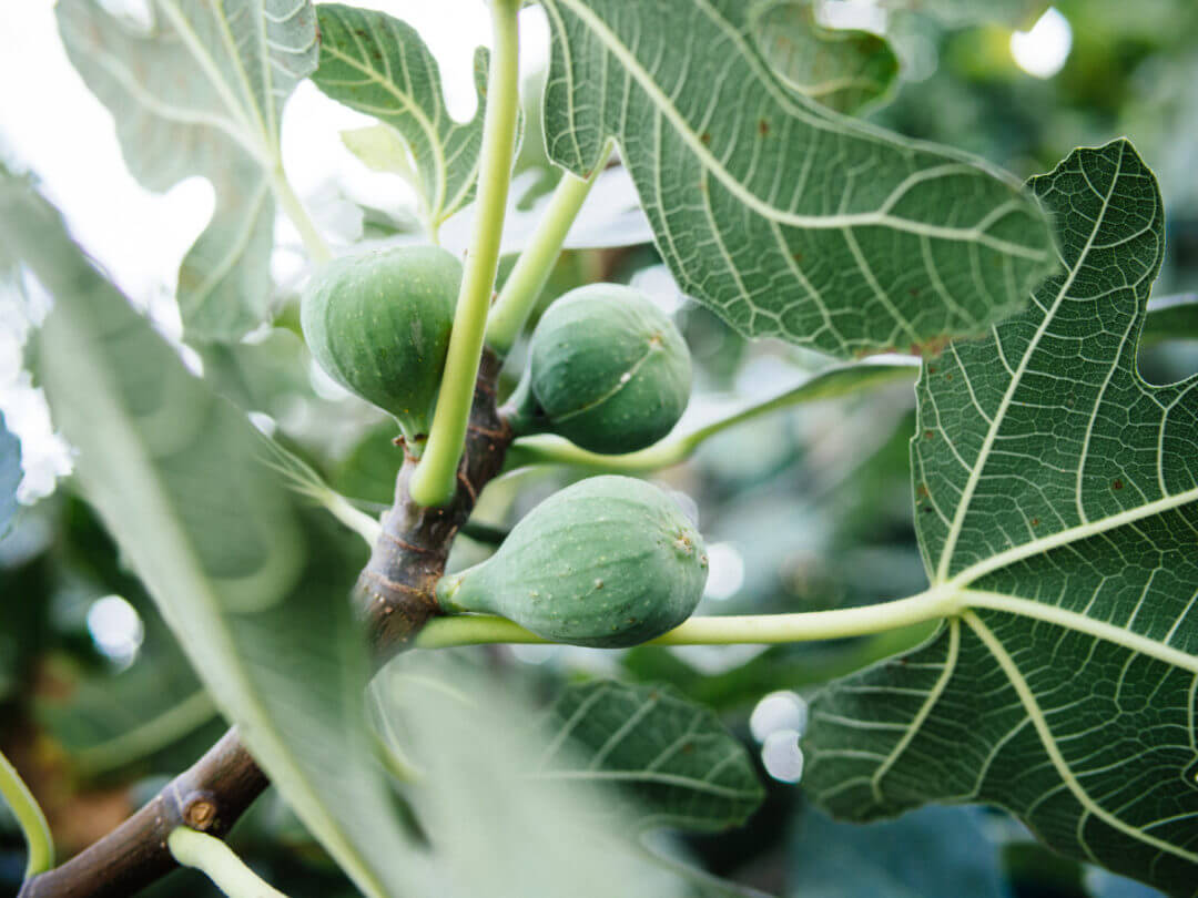 6 Smart Tricks That Get Rid of Fig Beetles (Naturally!) – Garden Betty
