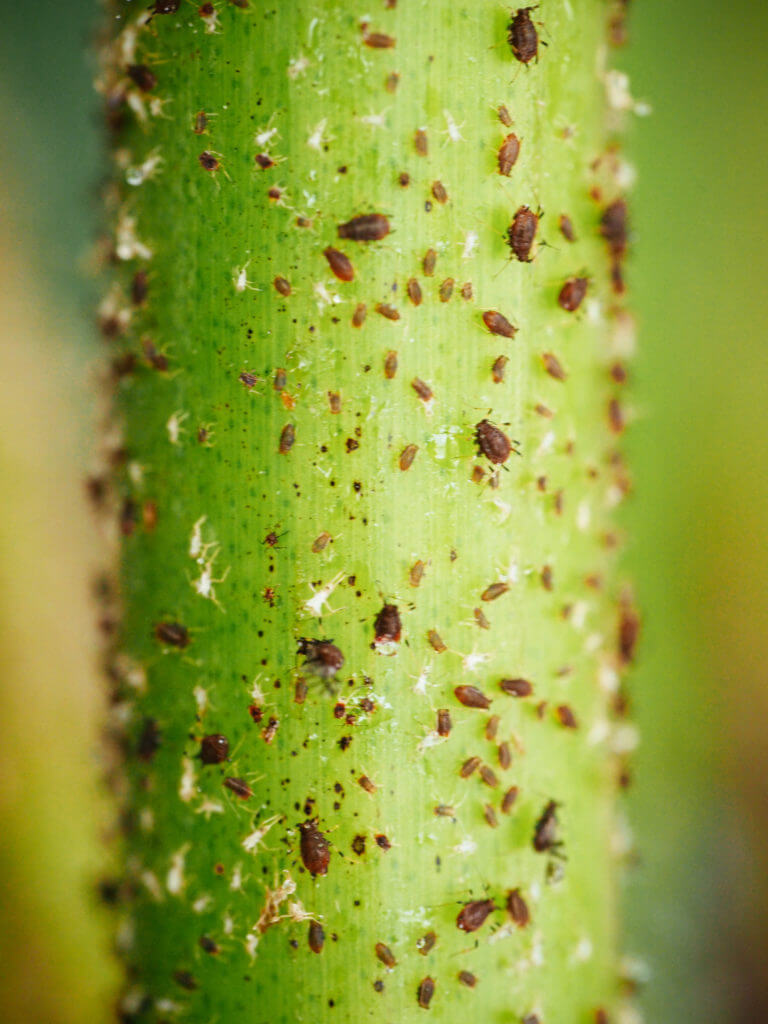 Get Rid of Aphids Naturally With These 9 Easy Solutions