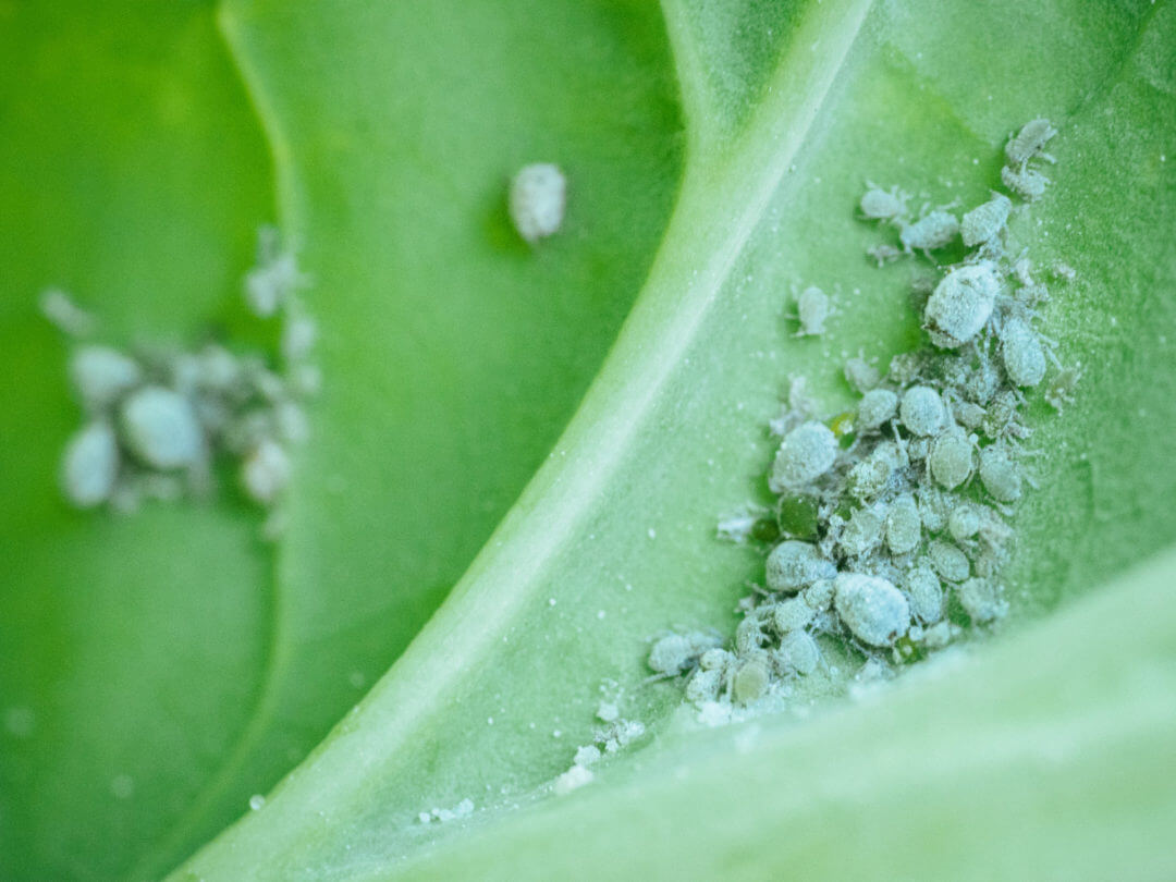 Get Rid of Aphids Naturally With These 9 No-Fail Solutions – Garden Betty