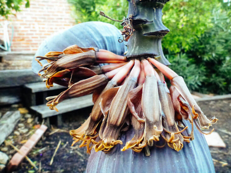 Why a Banana Plant is Actually an Herb AND a Berry – Garden Betty