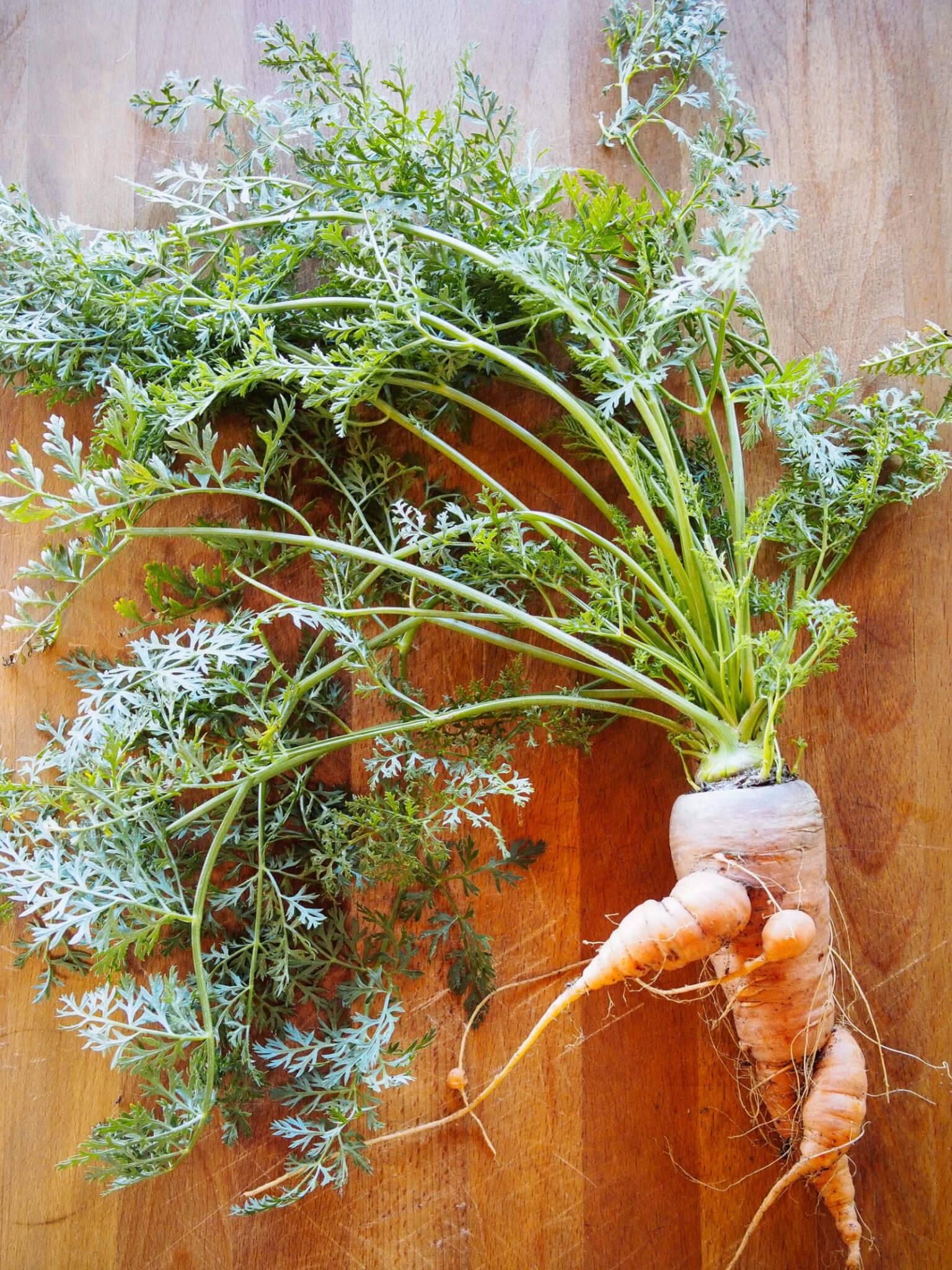 Are Carrot Tops Poisonous? Here's What Science Says - Garden Betty