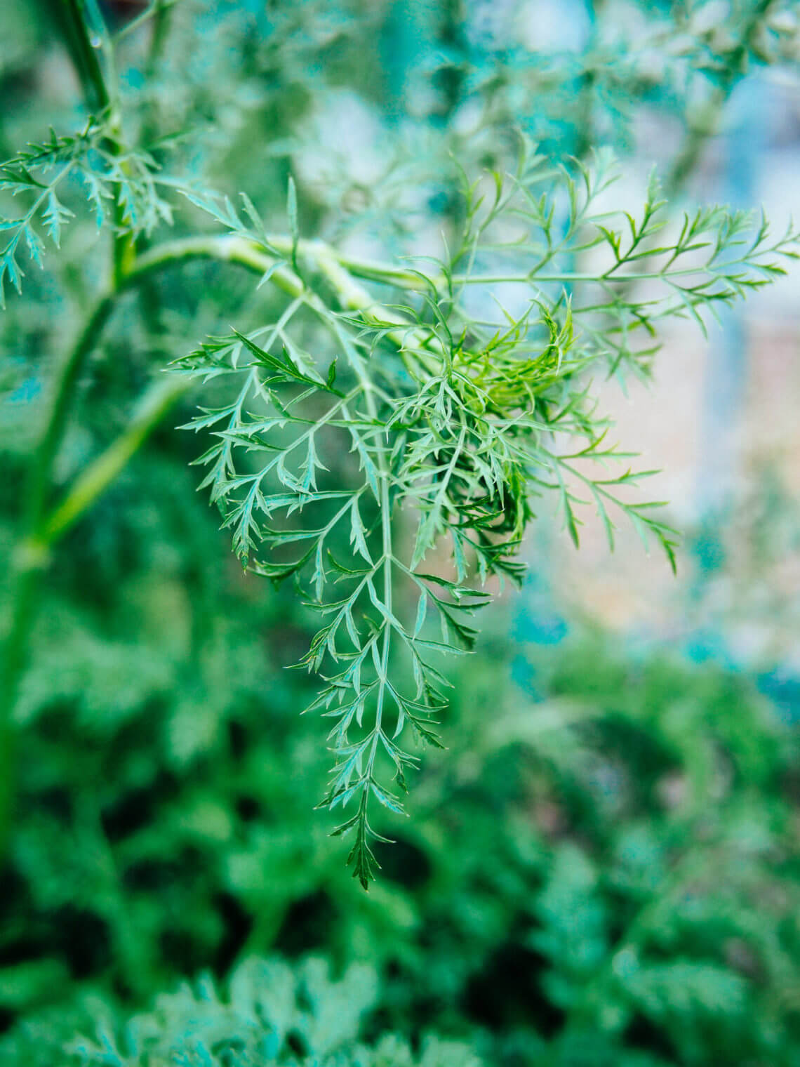 Are Carrot Tops Poisonous? Here's What Science Says - Garden Betty