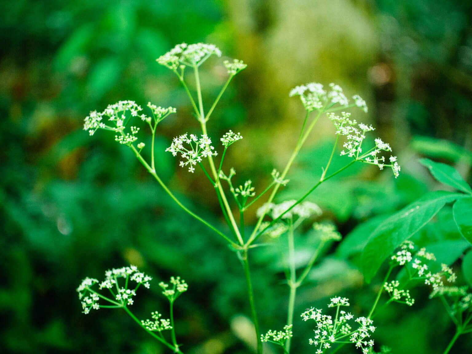 Are Carrot Tops Poisonous? Here's What Science Says - Garden Betty