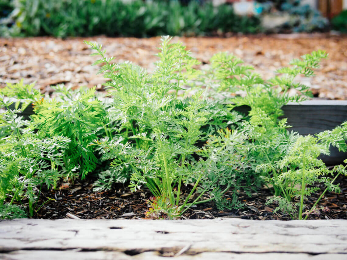 Are Carrot Tops Poisonous? Here's What Science Says - Garden Betty