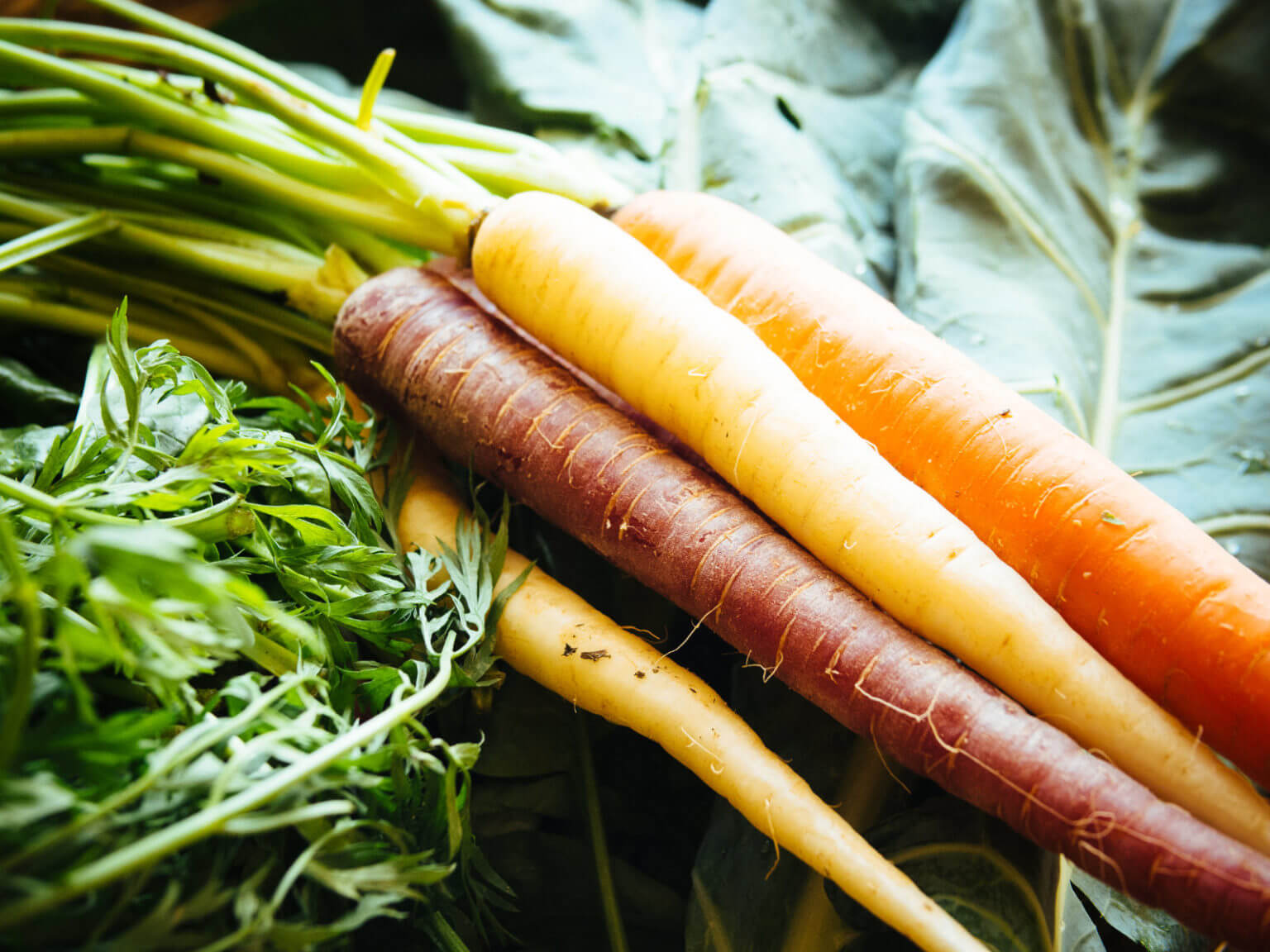 Are Carrot Tops Poisonous? Here's What Science Says - Garden Betty