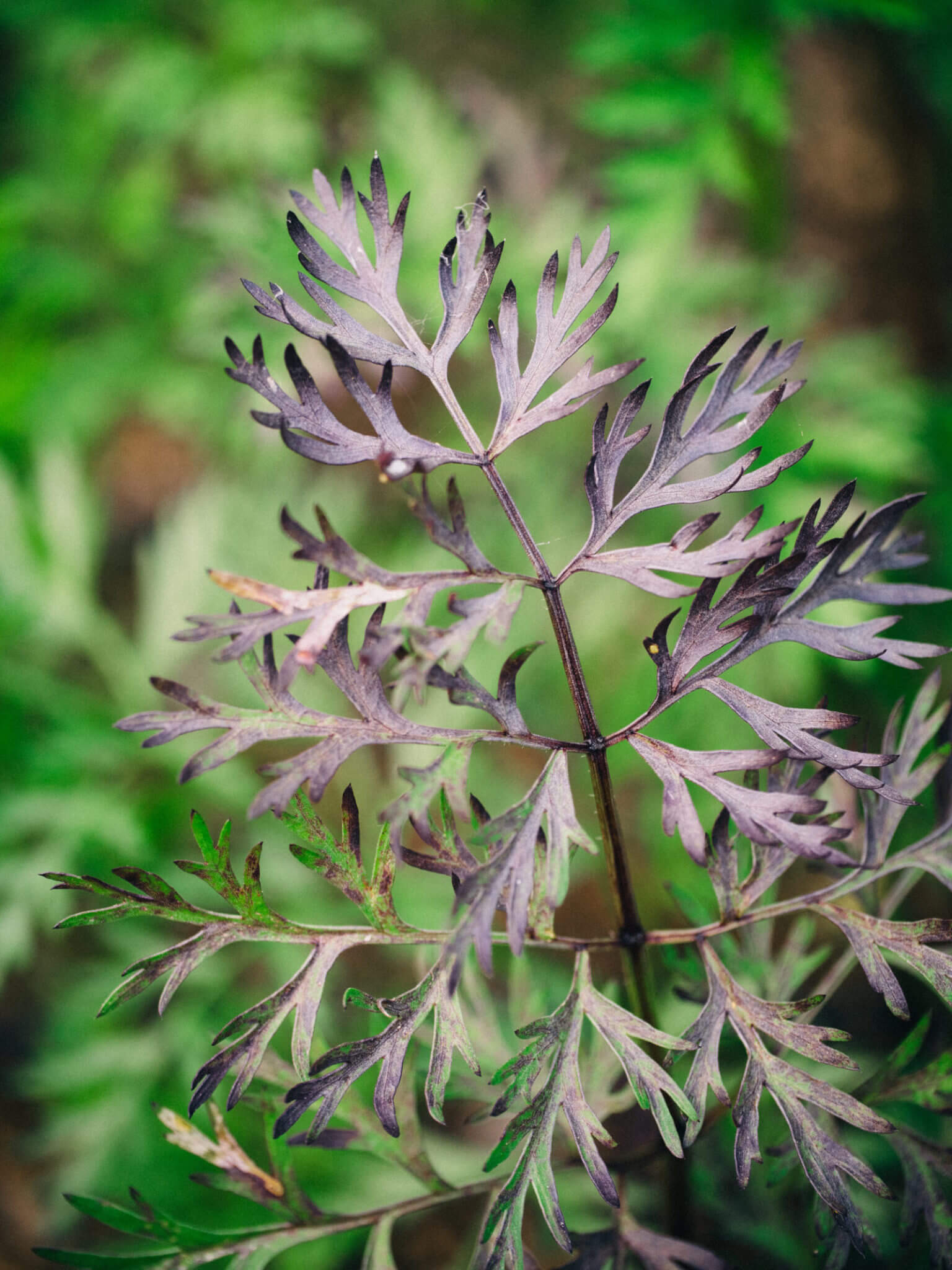 Are Carrot Tops Poisonous? Here's What Science Says - Garden Betty
