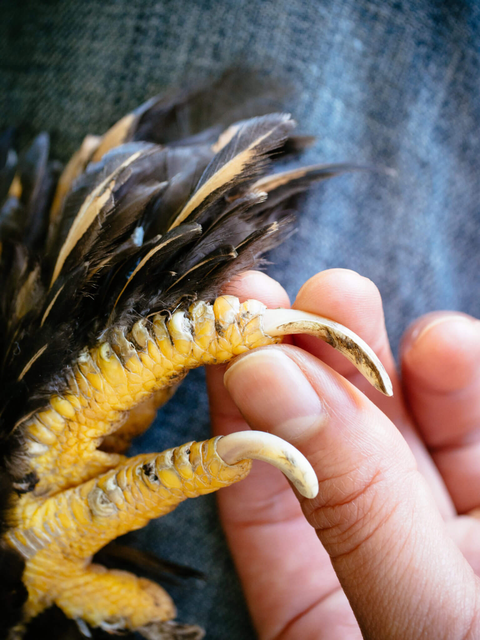 How to Trim Your Chicken's Nails - Garden Betty