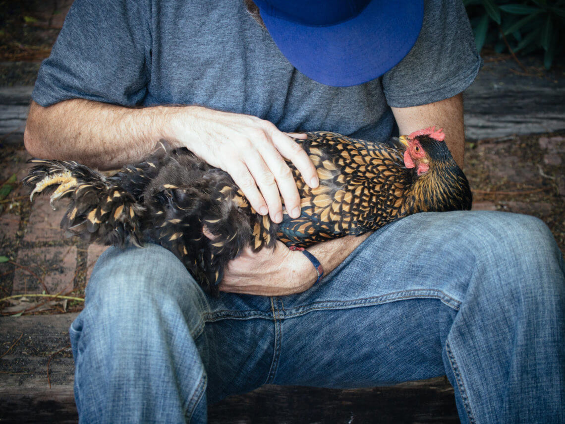 How to Trim Your Chicken’s Nails – Garden Betty
