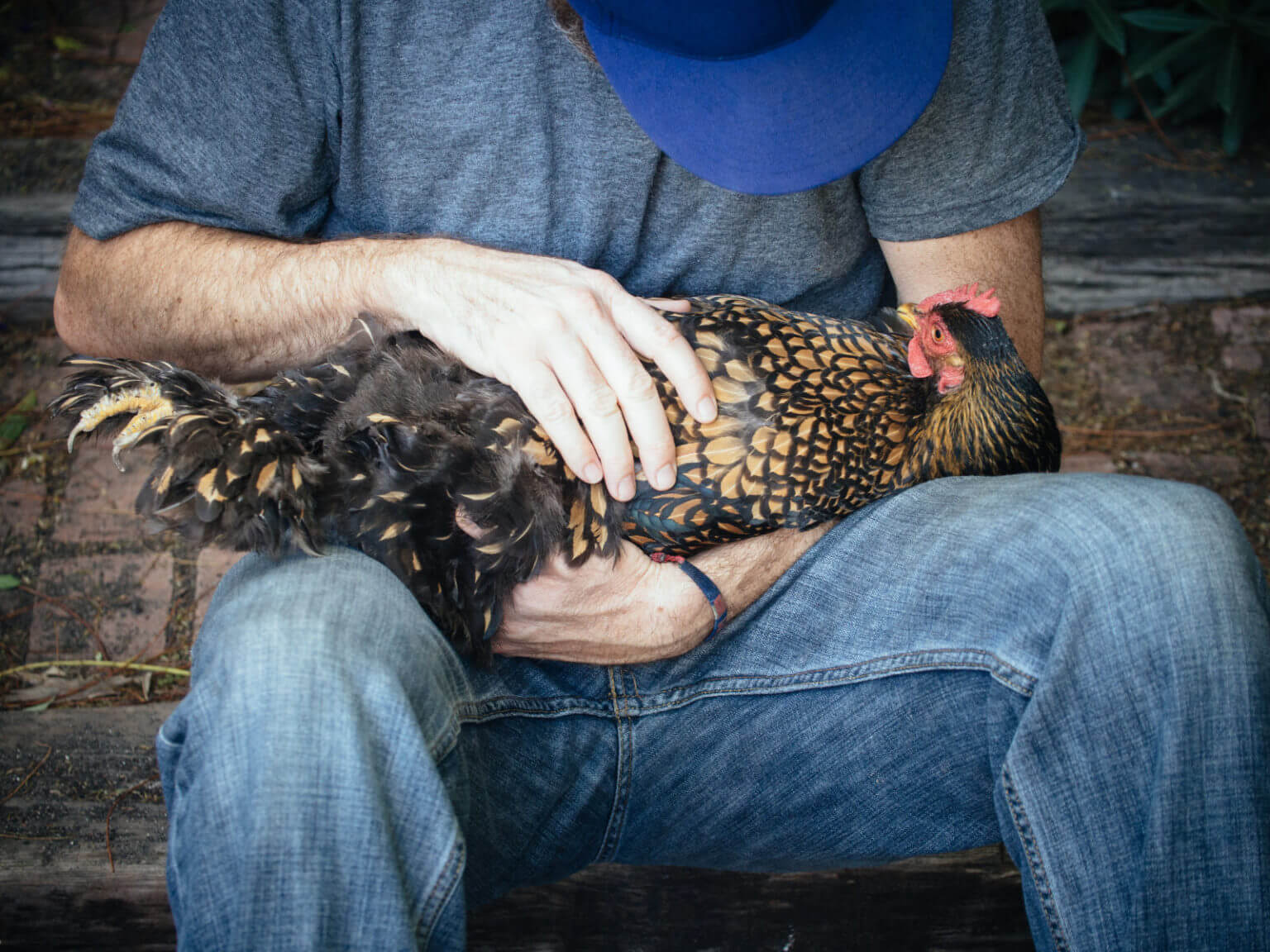 How to Trim Your Chicken’s Nails – Garden Betty