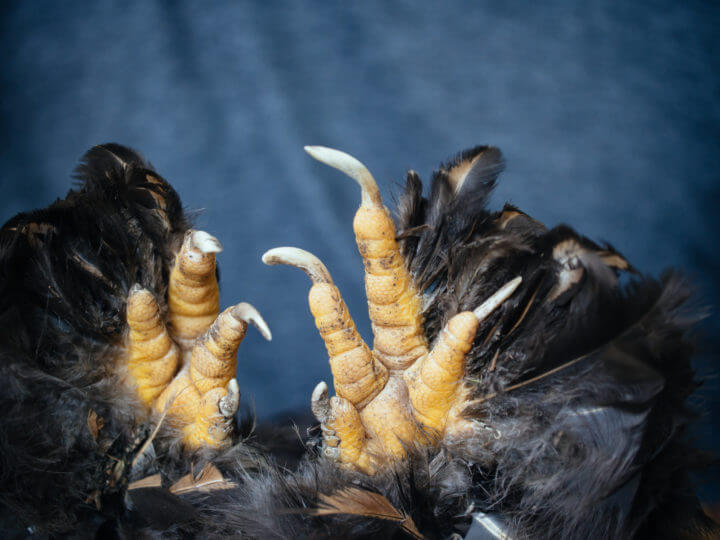 How to Trim Your Chicken's Nails - Garden Betty