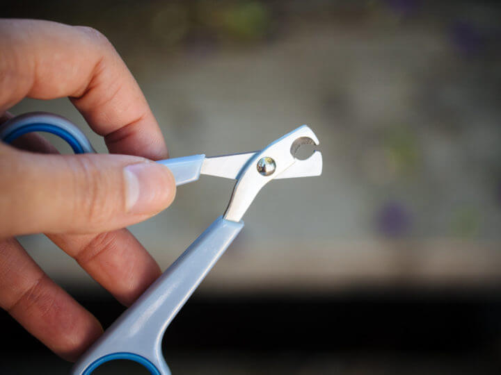 How to Trim Your Chicken's Nails - Garden Betty