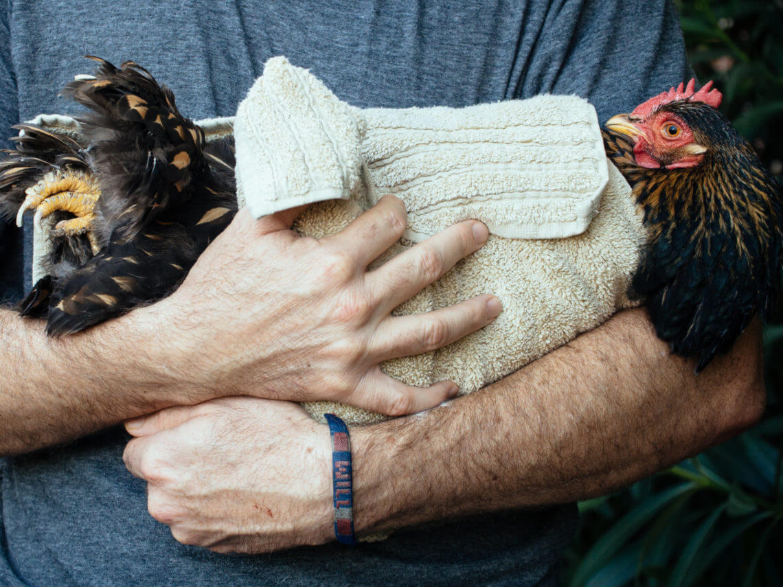 How to Trim Your Chicken's Nails - Garden Betty