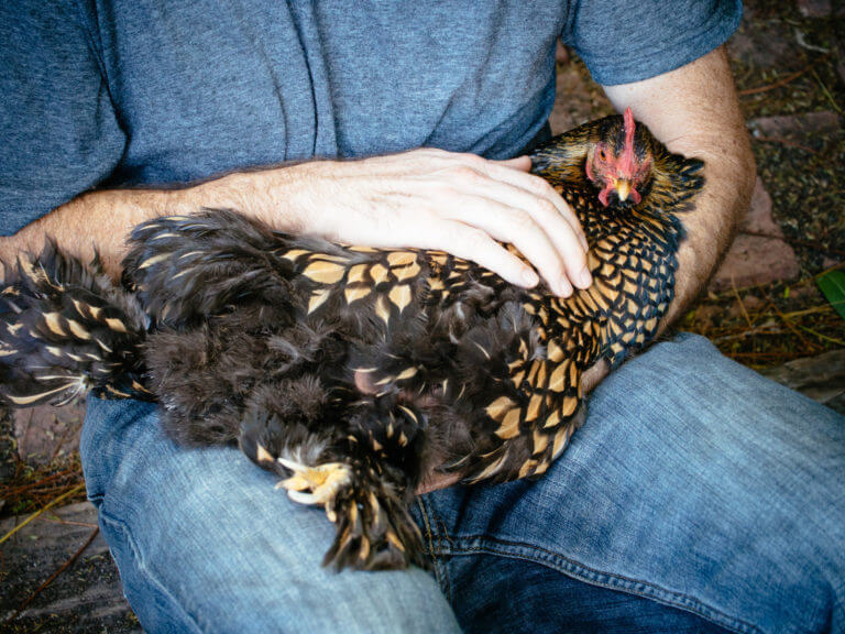 How to Trim Your Chicken's Nails - Garden Betty