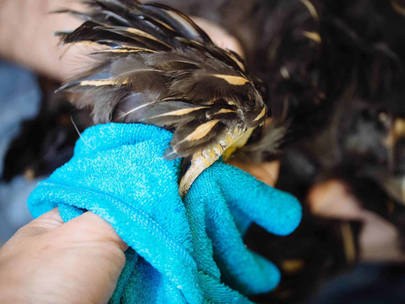 How to Trim Your Chicken's Nails - Garden Betty