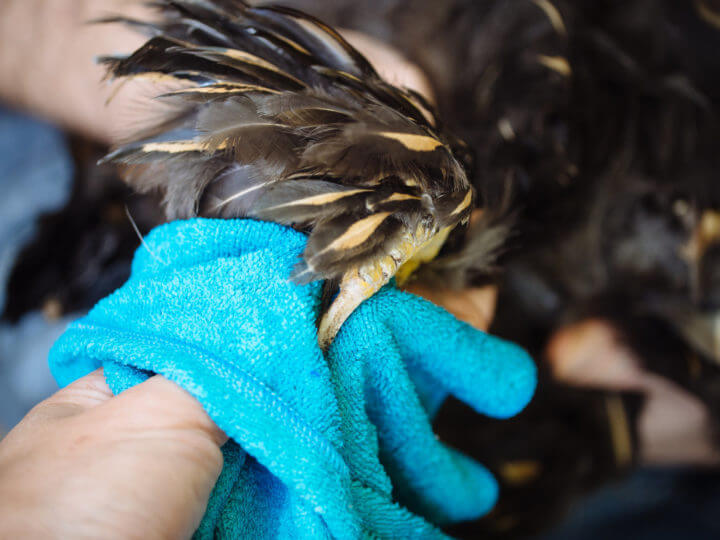 How to Trim Your Chicken's Nails - Garden Betty