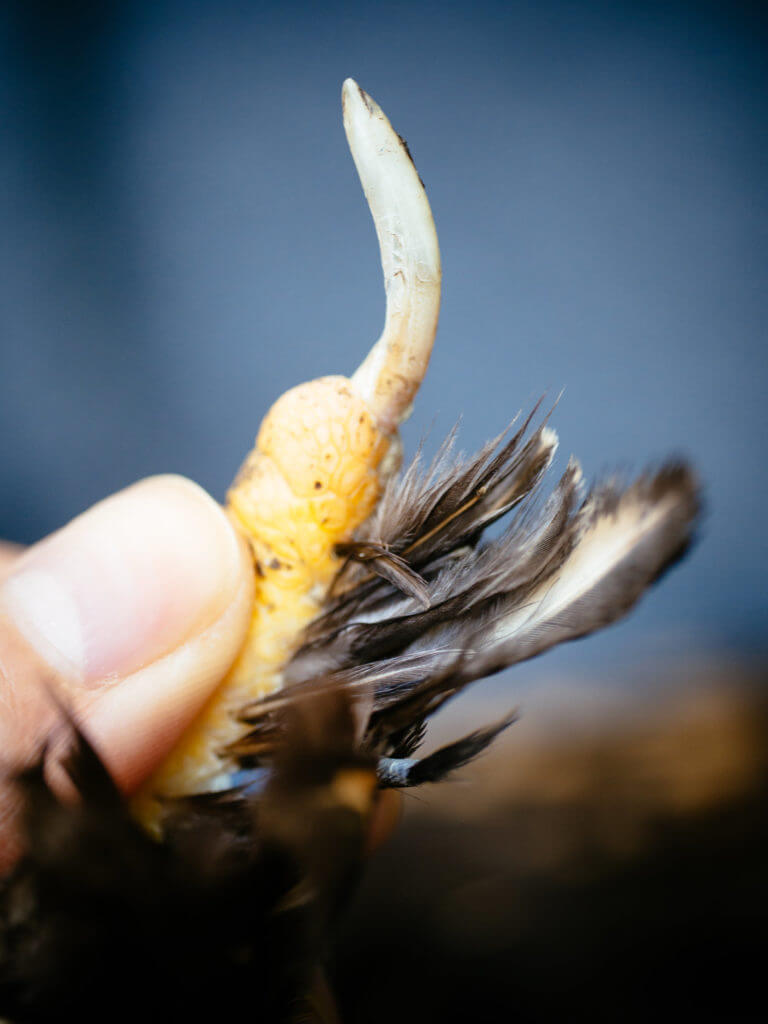 How to Trim Your Chicken's Nails - Garden Betty
