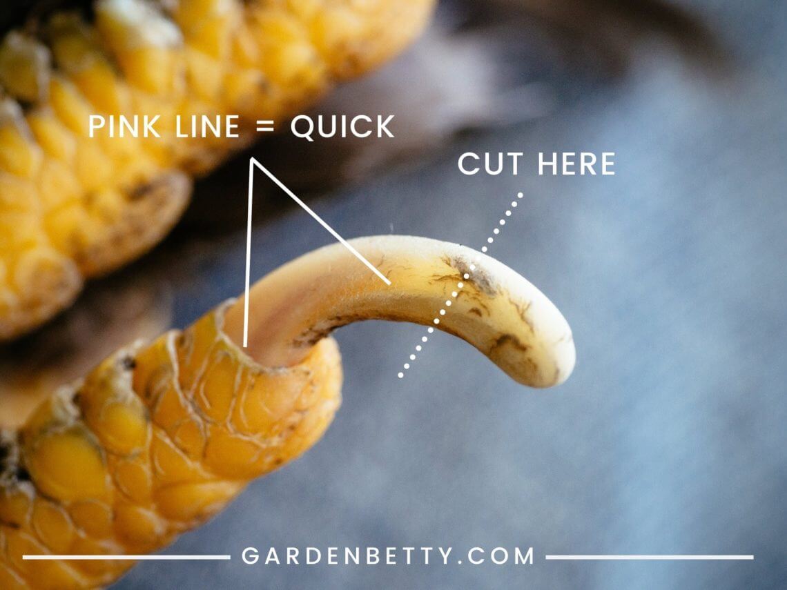 How to Trim Your Chicken's Nails - Garden Betty