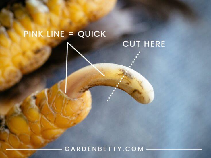 How to Trim Your Chicken’s Nails – Garden Betty