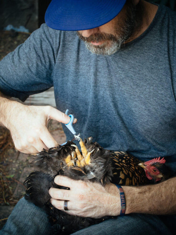 How to Trim Your Chicken's Nails - Garden Betty