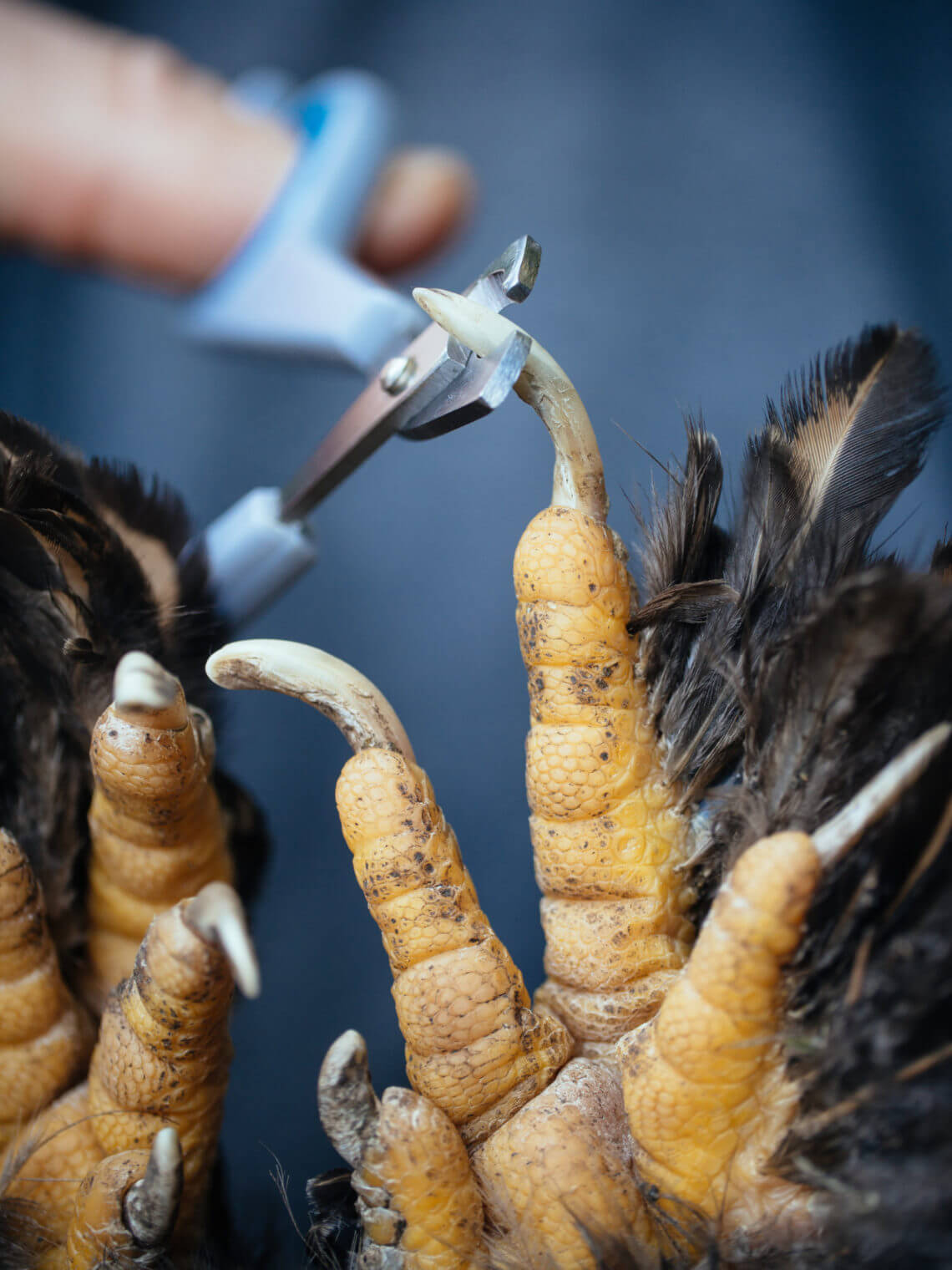 How to Trim Your Chicken’s Nails – Garden Betty