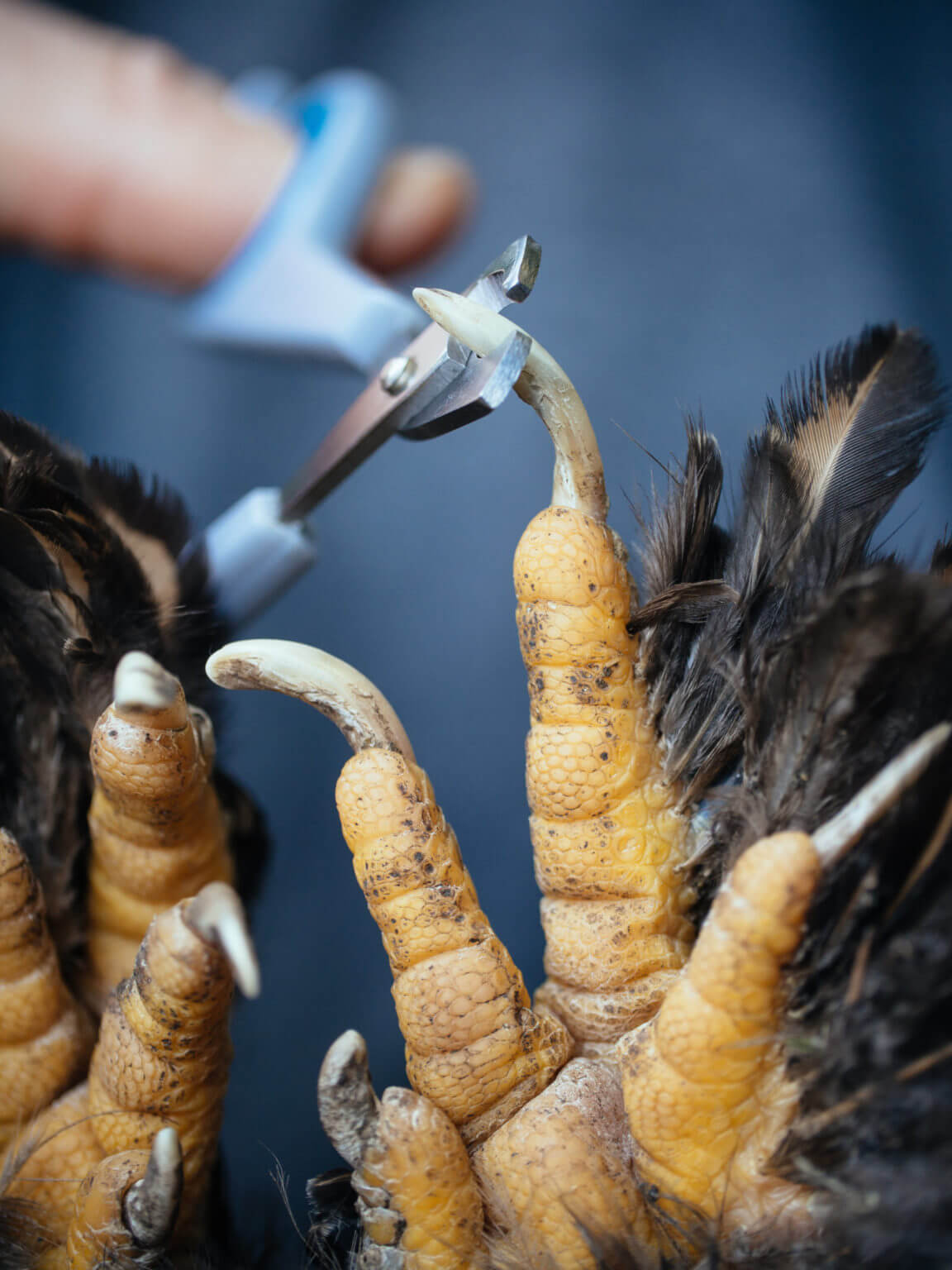 How to Trim Your Chicken's Nails - Garden Betty