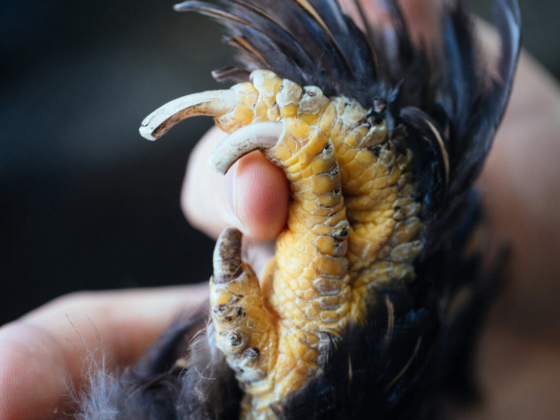 How to Trim Your Chicken’s Nails – Garden Betty