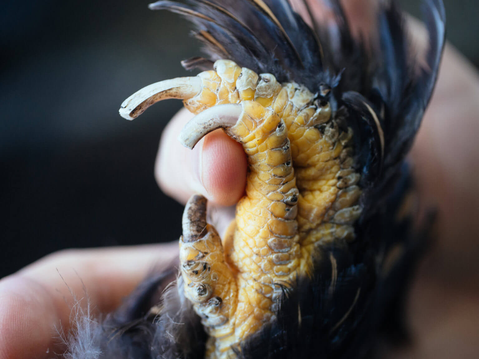 How to Trim Your Chicken's Nails - Garden Betty