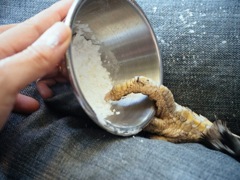 How to Trim Your Chicken's Nails - Garden Betty