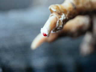 How to Trim Your Chicken’s Nails – Garden Betty