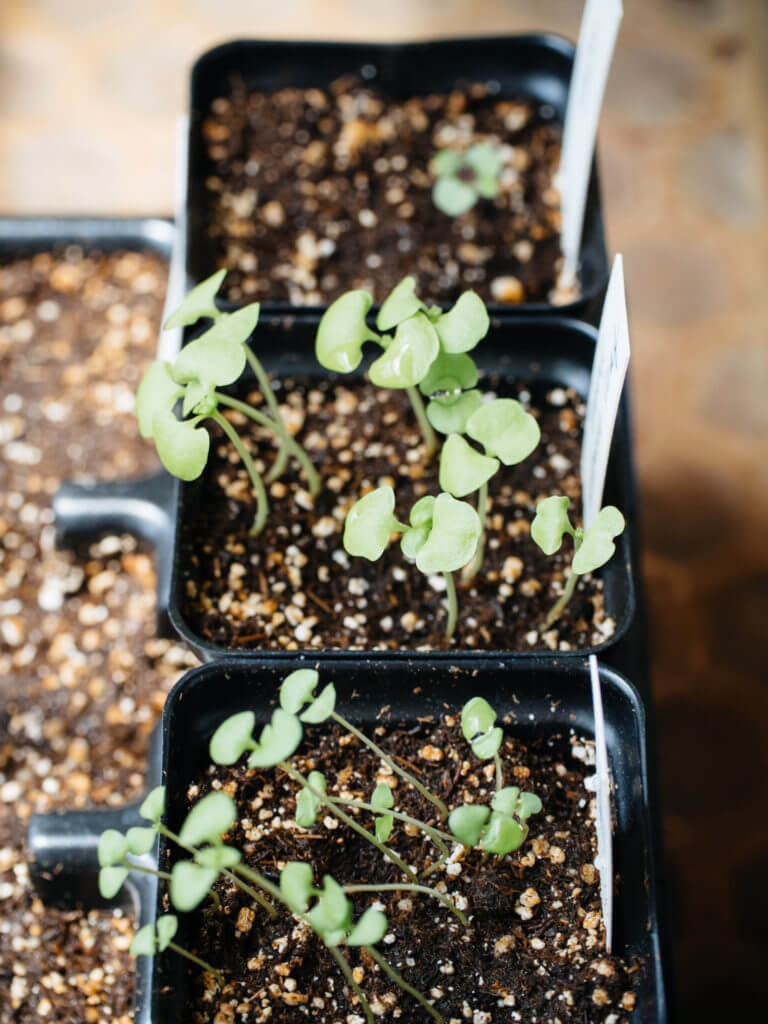 Make the Best Seed Starting Mix for Dirt Cheap (It's Organic Too ...